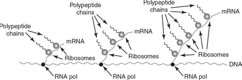16 Transcription And Translation Unit 6 Gene Expression And Regulation