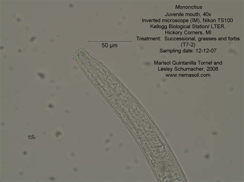 Mononchus Applied Nematology Ecology And Acoustical Signatures