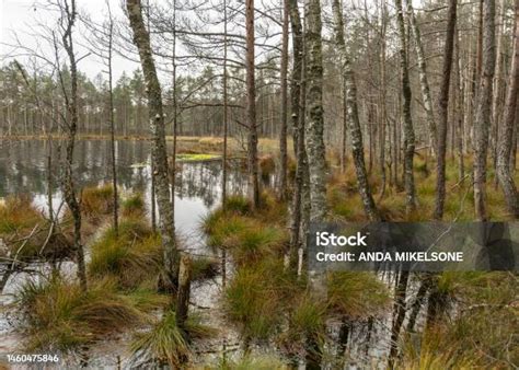 늪지대 의 해안 홍수 숲 지역 늪의 해안에 다양한 오래되고 썩은 나무와 나뭇가지 늪 0명에 대한 스톡 사진 및 기타 이미지 0명 기상 이변 나무 Istock