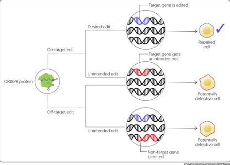 Human Genetic Engineering Process