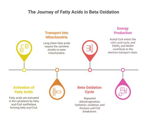 Understanding Beta Oxidation Energy Yield Explained Bio Chem Hub