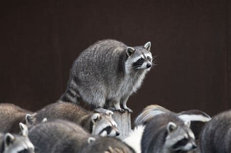 Top 5 Raccoon Behavior Characteristics Habitat Diet Social Behavior