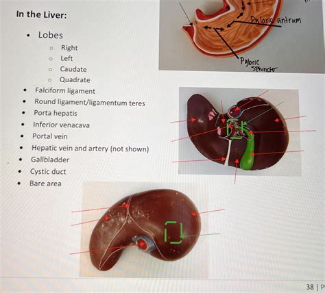 Round Ligament Liver Anatomy Of The Liver