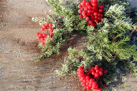Juniper Branches Covered With Frost With Clusters Of Viburnum On A
