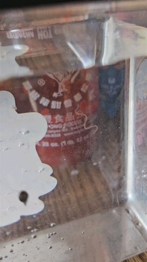 Detritus Worm Raquariums