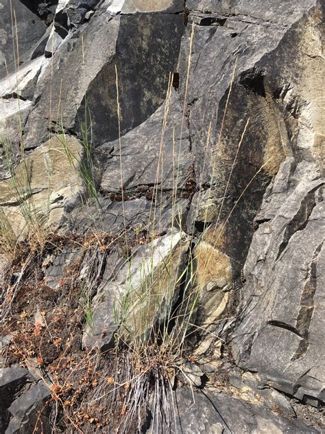Wild Ryes And Wheatgrasses From Okanogan Wenatchee National Forest
