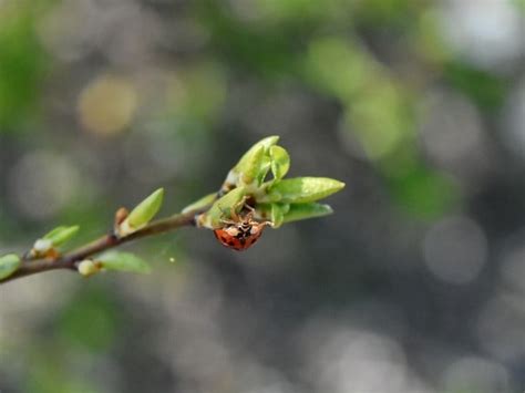 Besplatna Slika Bubamara Buba Zeleni List Kukac Biljka Priroda Vrt Flora Kukac Arthropod