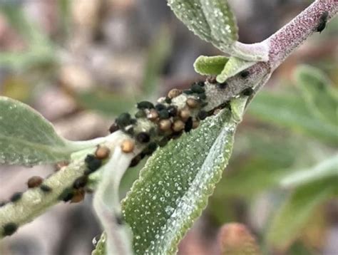 Parasitized Aphids On A Salviapng Kdrt 957fm Davis