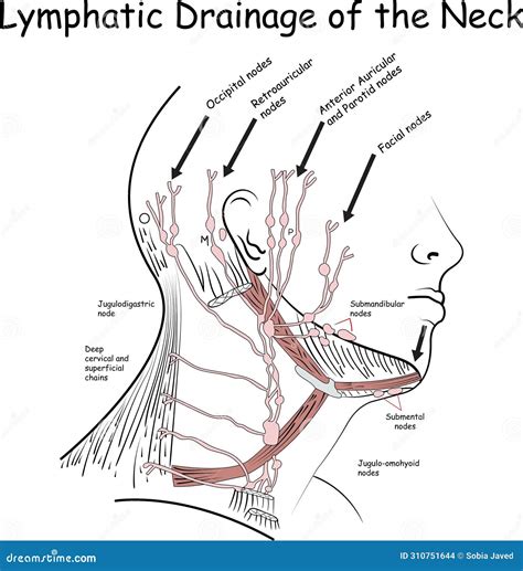 Lymphatic Drainage Of The Neck Stock Vector Illustration Of Antigen