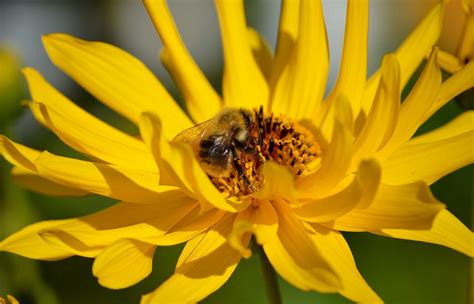 Bumblebee Bee Flower Free Photo On Pixabay Pixabay