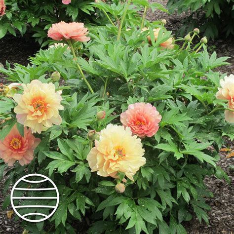 Paeonia Itoh Garden Candy® Summer Sunset Walter Blom Plants B V
