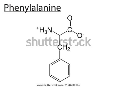 Phenylalanine Amino Acid Chemical Structure Stock Vector Royalty Free