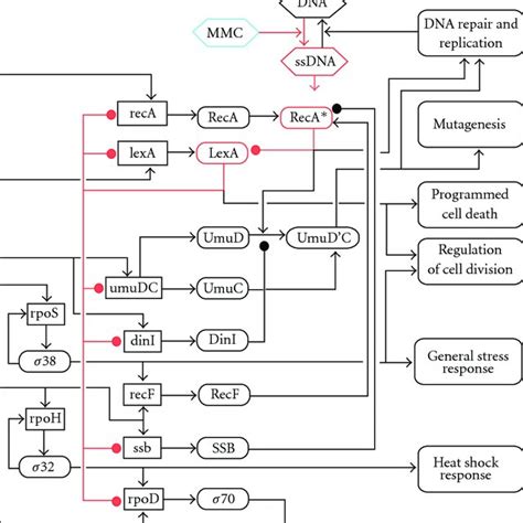 Pdf Modeling And Simulation Of Genetic Regulatory Networks By
