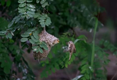 河北丰南： 鸟类建筑师”沿海湿地育雏澎湃号·政务澎湃新闻 The Paper