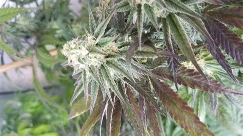 Blue Dream Weed Strain Information Leafly