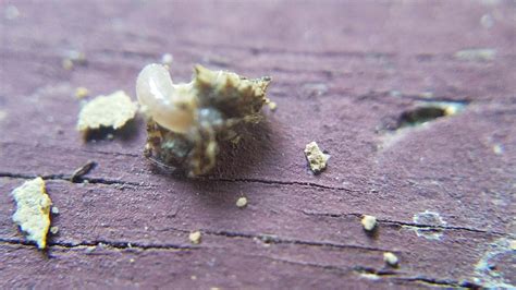 Mud Dauber Wasp Larva Eating A Paralyzed Spider Youtube