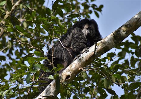 Greentours Natural History Holidays Peruvian Amazon
