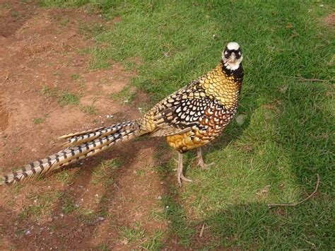 Xx24xx Reeves Pheasant Hatching Eggs £1 99 Picclick Uk