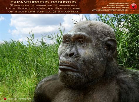 Paranthropus Robustus By Romanyevseyev On Deviantart