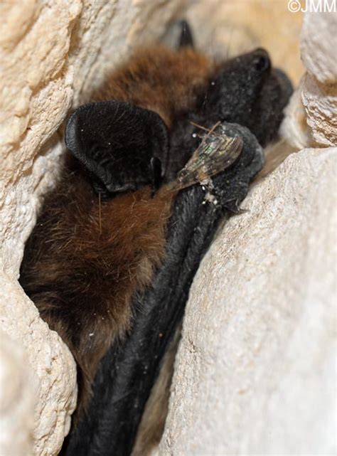 Eptesicus Serotinus Sérotine Commune