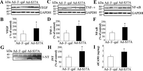 Constitutively Active Mutant Of Catenin Induced Expression Of Download Scientific Diagram