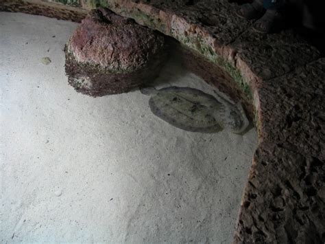 Yellow Stingray Facts Diet Habitat And Pictures On Animaliabio