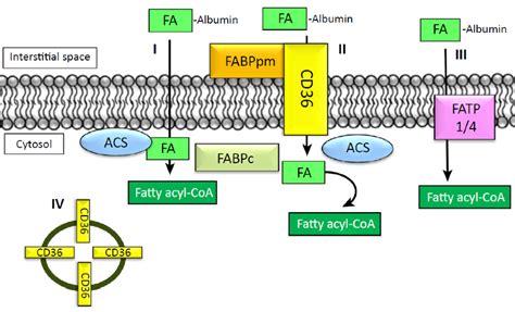 Acyl Glycerol Metabolism