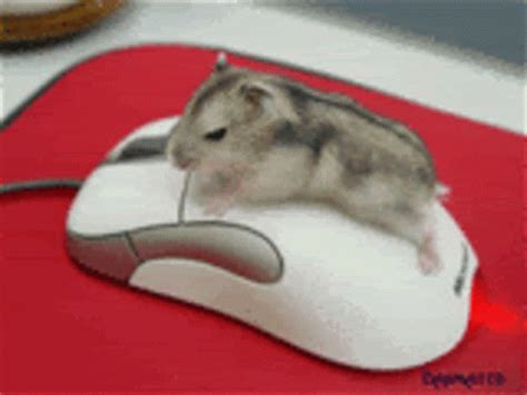 Hamster Grind  Hamster Grind Hump Discover And Share S