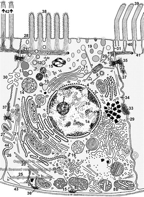 Cell And Organelles Drjastrows Electron Microscopic Atlas