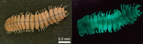 Millipede Bite Red Legged Millipedes Epibolus Pulchripes Marwell