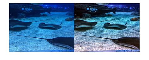 Underwater Photography Noise Removal Denoising Images Chistats