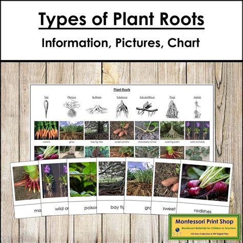 Types Of Plant Roots Sorting Cards And Chart Montessori Botany Activity