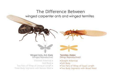 Carpenter Ants Vs Termites Whats The Difference How To Pest