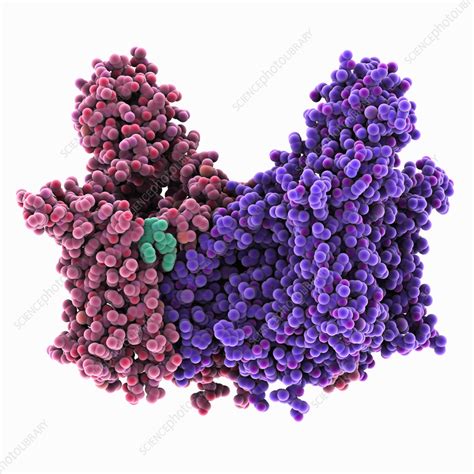Tcp2 Complexed With Antagonist Sg 094 Molecular Model Stock Image