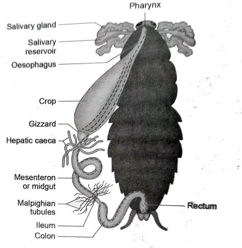 Cockroach Digestive System
