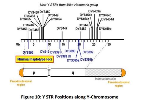 Y Short Tandem Repeats