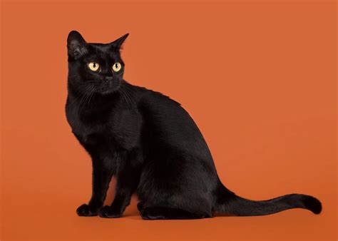 Black American Shorthair Cat