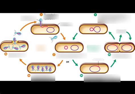 Lytic Cycle Versus Lysogenic Cycle Diagram Diagram Quizlet