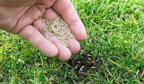How To Get Rid Of Nutsedge Nutgrass For Good Sodlawn