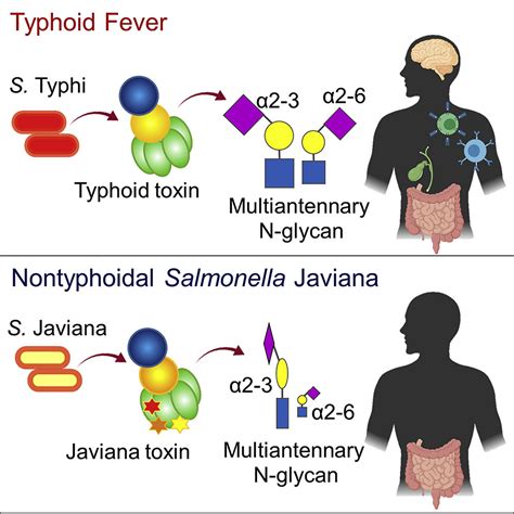 Salmonella Typhoid Toxin Pltb Subunit And Its Non Typhoidal Salmonella