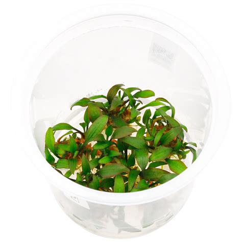 Cryptocoryne Lucens Easy Scape
