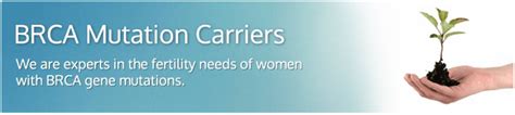 Brca Mutation Carriers New York Ny And Greenwich Ct Innovation
