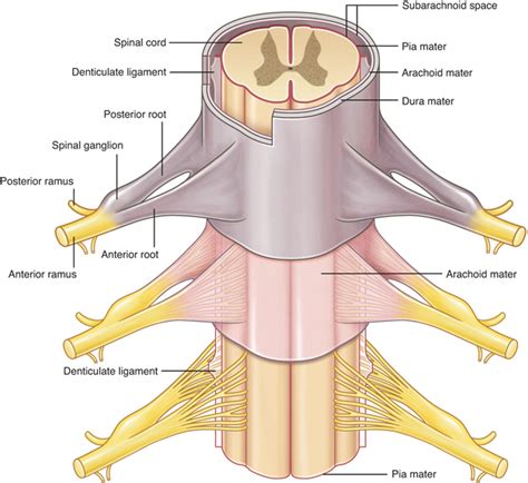 Denticulate Ligament