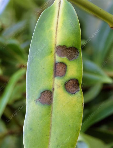 Hebe Leaf Spot Stock Image B2650252 Science Photo Library