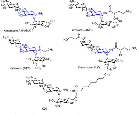 Figure 2 From Synthesis Of 6″ Modified Kanamycin A Derivatives And