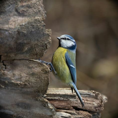 Blue Tit Nesting Season When Do They Start Birdwatching Uk