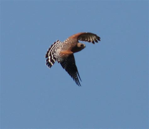 Birds Of Westwood Red Shouldered Hawk