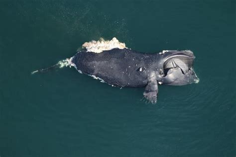 North Atlantic Right Whale A Recent Mother Found Dead Off Virginia