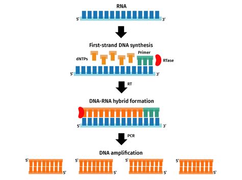 Pcr Machine Principle Parts Steps Types Uses Examples 54 Off