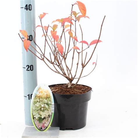 Hydrangea Paniculata Confetti — Рослини оптом Floraccess